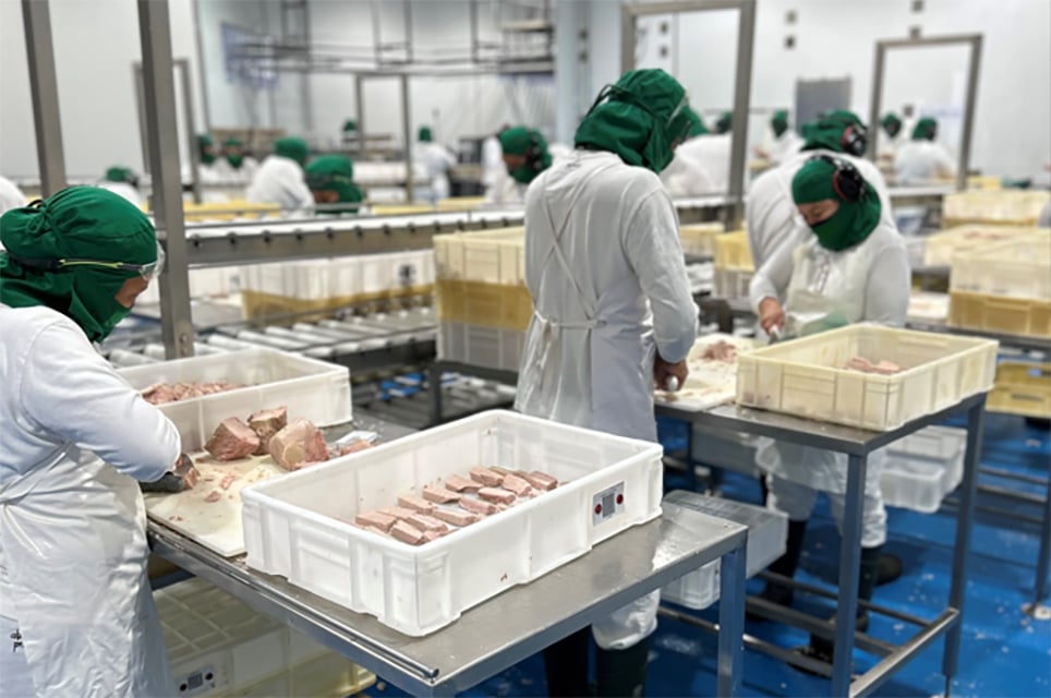 Tuna Processing & Quality - From Sourcing to Meticulous Packaging